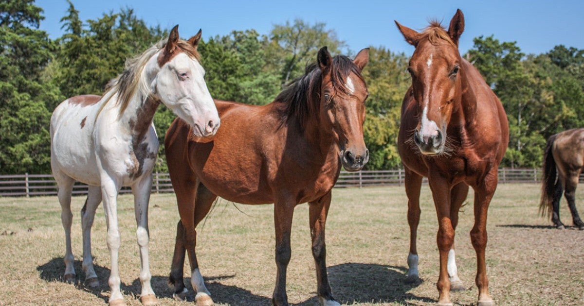 Learning to trust | Humane World for Animals