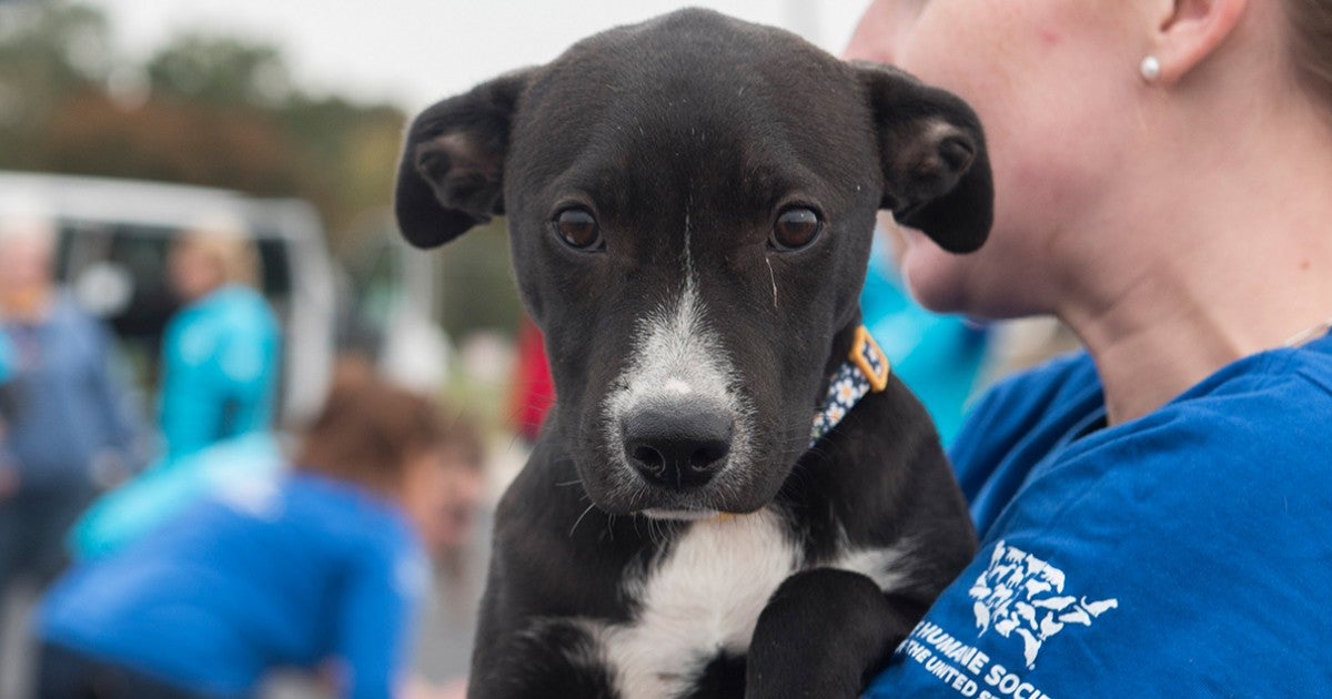 Volunteer to help animals | Humane World for Animals