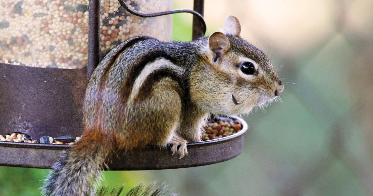 Chipmunks And Squirrels Chipmunk