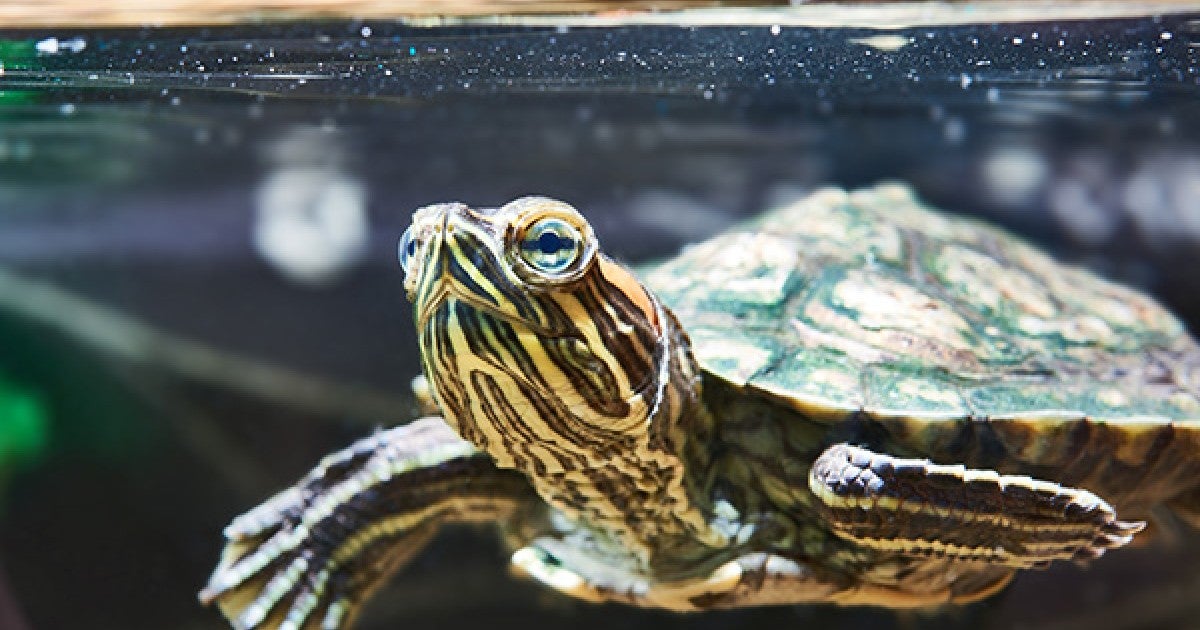 pet turtles