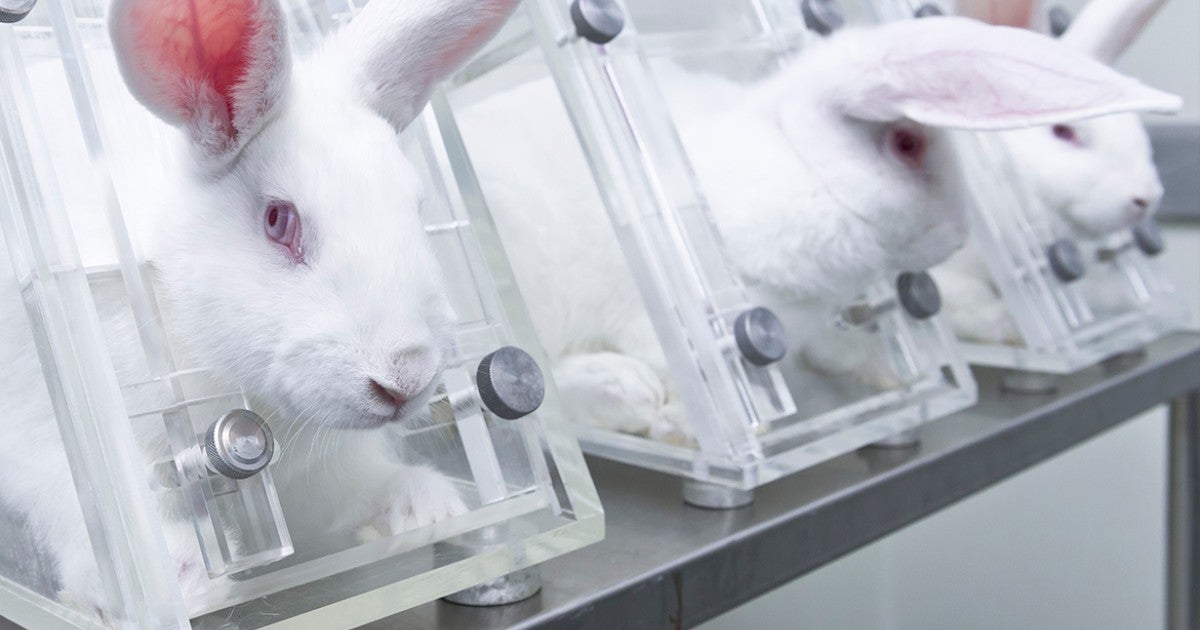 It’s time for the US to end cosmetics testing on animals | Humane World ...