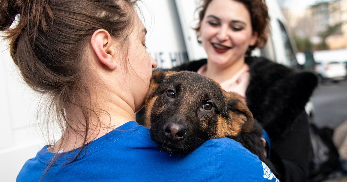 Puppy mills FAQ | Humane World for Animals