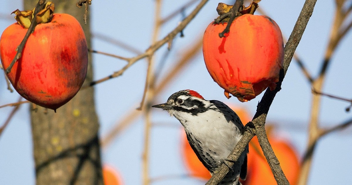 Dining from the wild table | Humane World for Animals