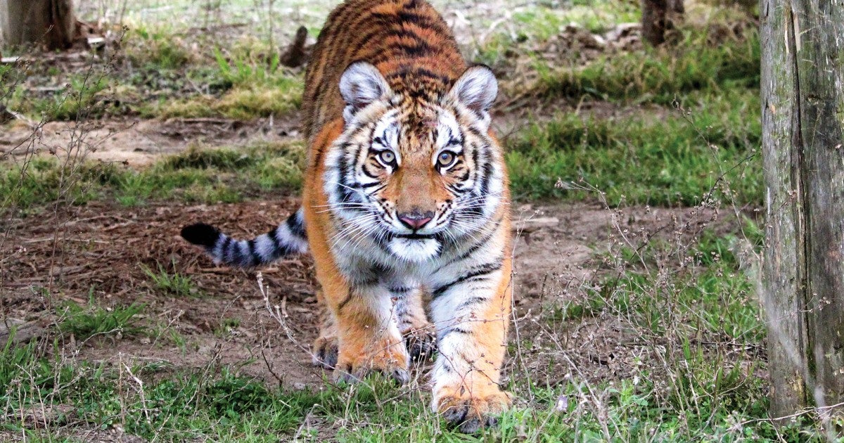 Buying and selling tigers, jaguars and more is now against the law ...