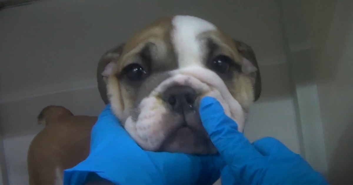 Pet Seller Complaint Form | Humane World for Animals