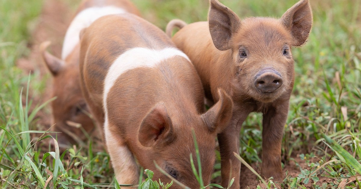 How to decipher food labels | Humane World for Animals