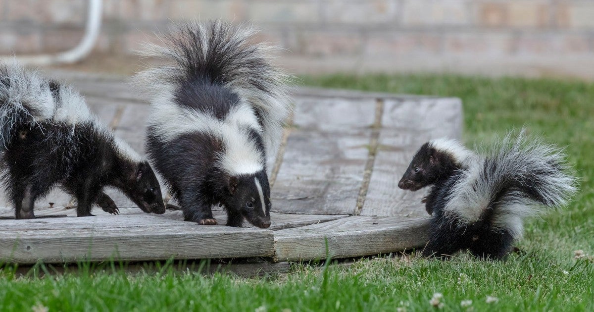skunk spraying human