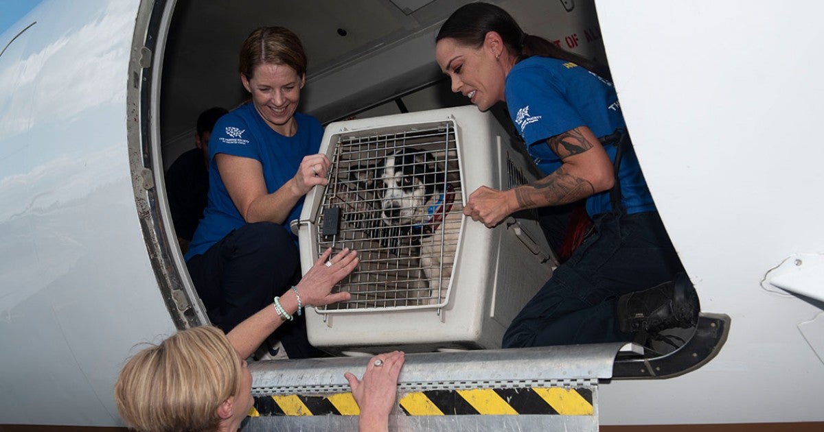 Shelter and Rescue Partners | Humane World for Animals