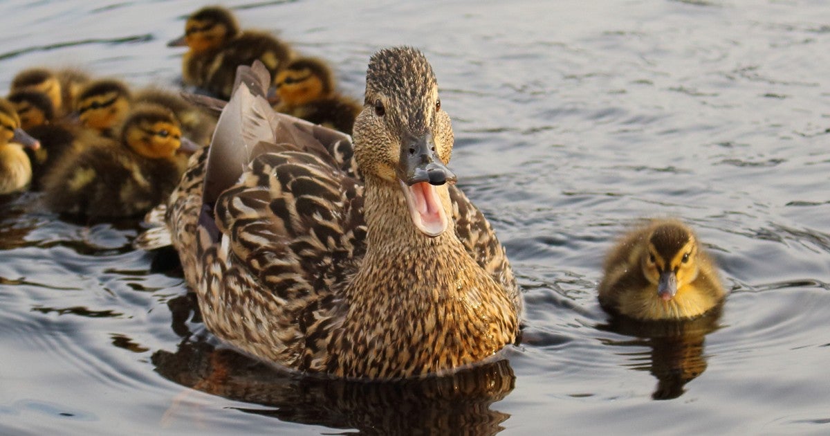 How to Keep Animals Out of Your Pool - Animal Pool Safety
