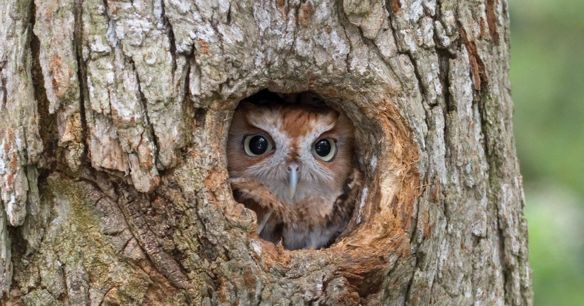 Plant trees to help animals | Humane World for Animals