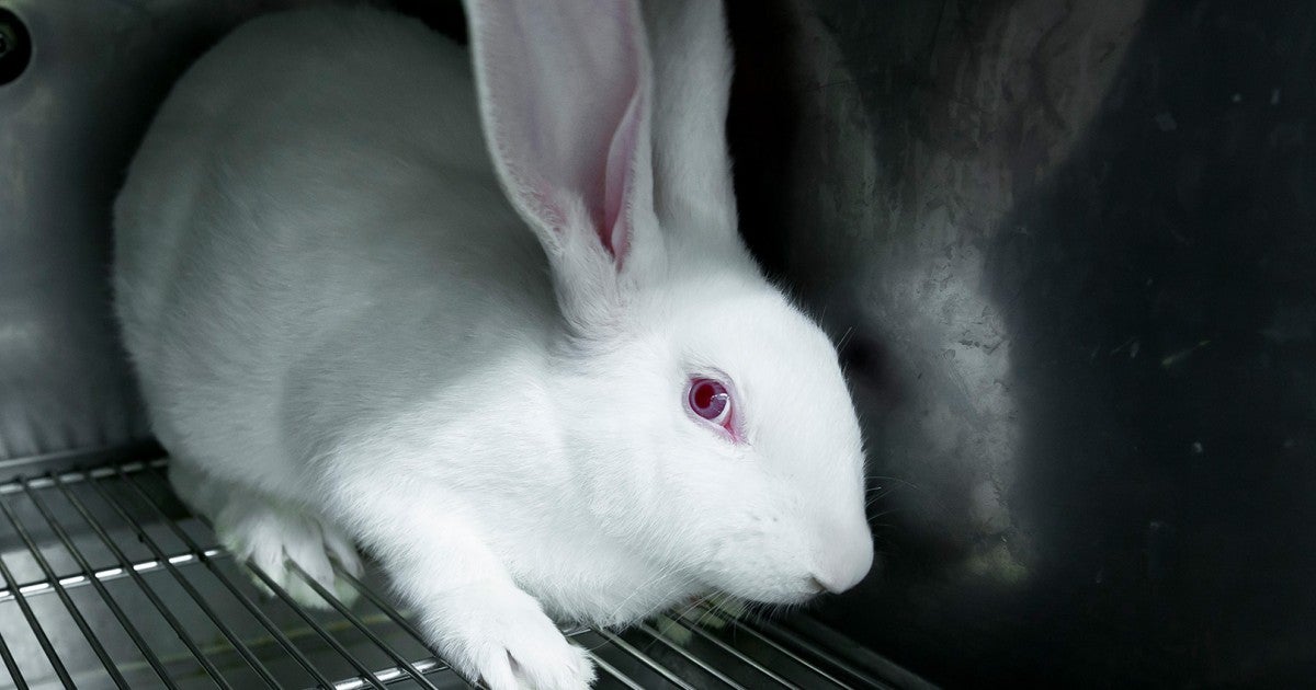 Cosmetics animal testing FAQ | Humane World for Animals