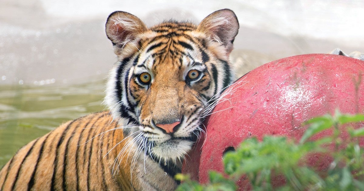 America's tiger problem | Humane World for Animals