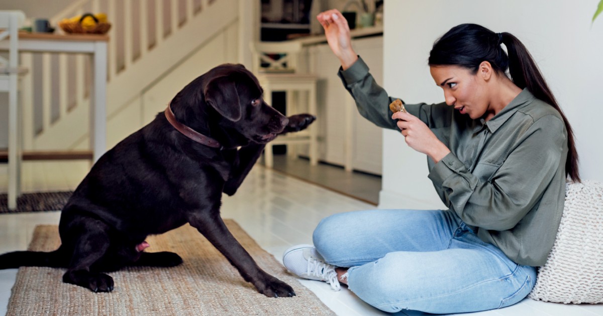 How to Choose a Pet Sitter + How to Prepare