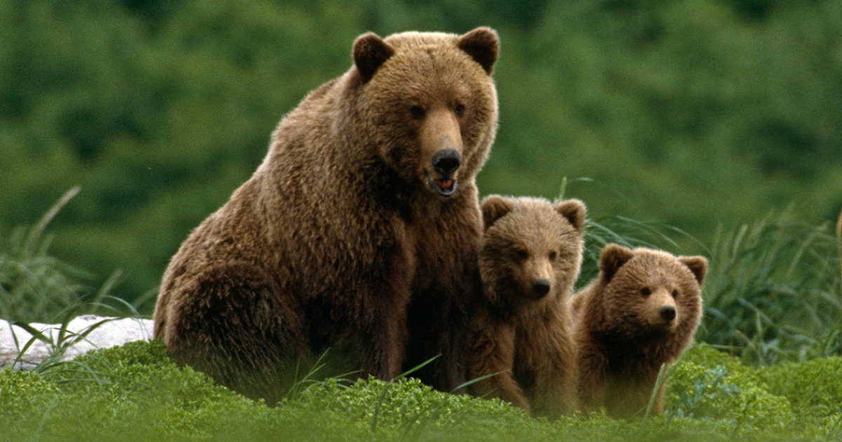 Thank You | Humane World for Animals