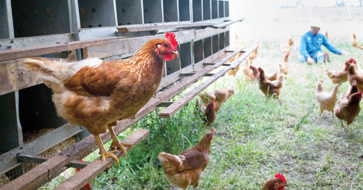 Cage-Free vs Battery Cage Eggs: What’s the Difference? | Humane World ...