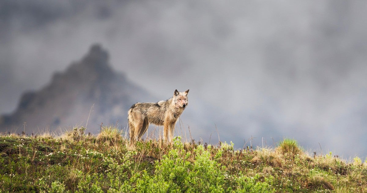 In 2023, we fought for wild animals all over the world | Humane World ...