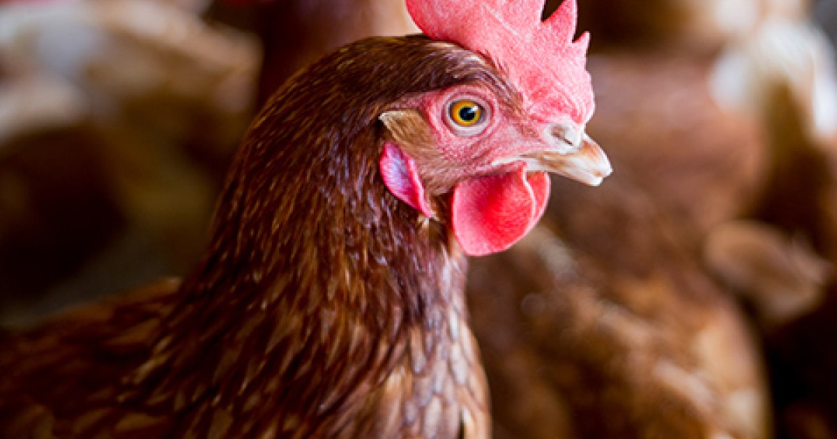 Animal advocates welcome cage-free fund approved in Italian budget law ...