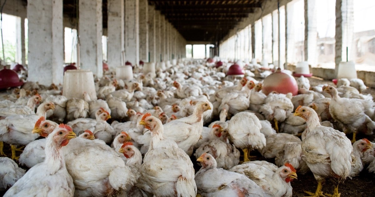 A world of change | Humane World for Animals