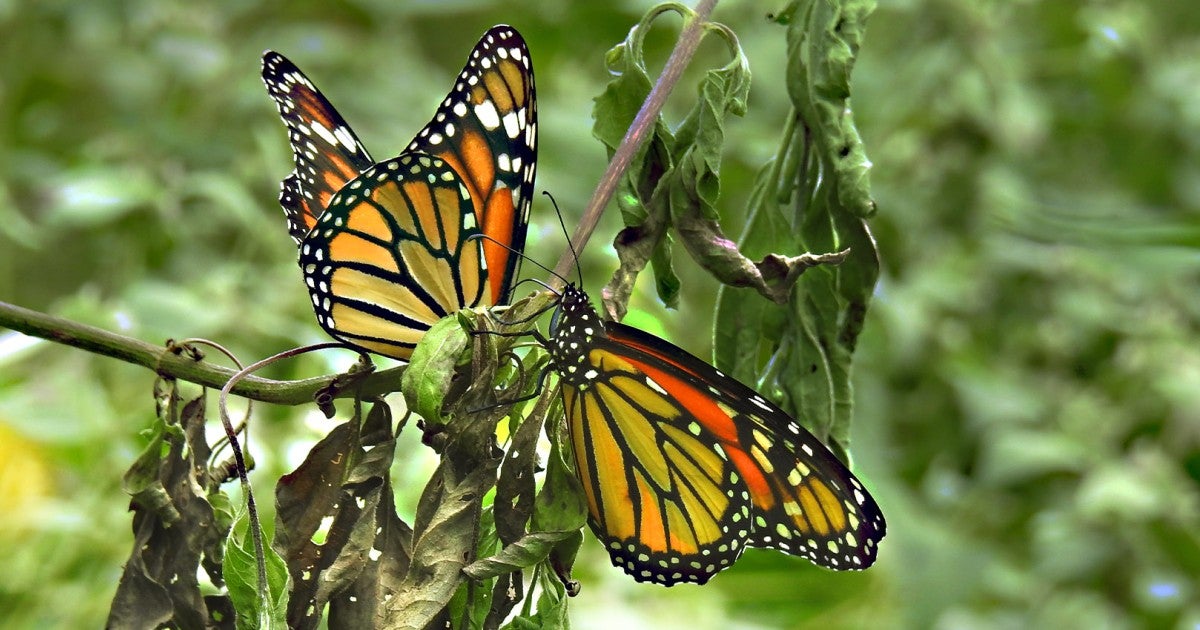 Monarch Butterfly Poisonous