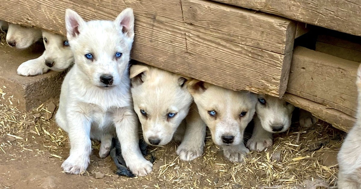 Report suspected animal cruelty | Humane World for Animals | Humane ...