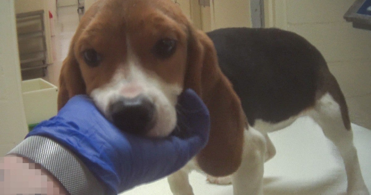 We’re calling on the FDA to save animals by modernizing drug testing ...