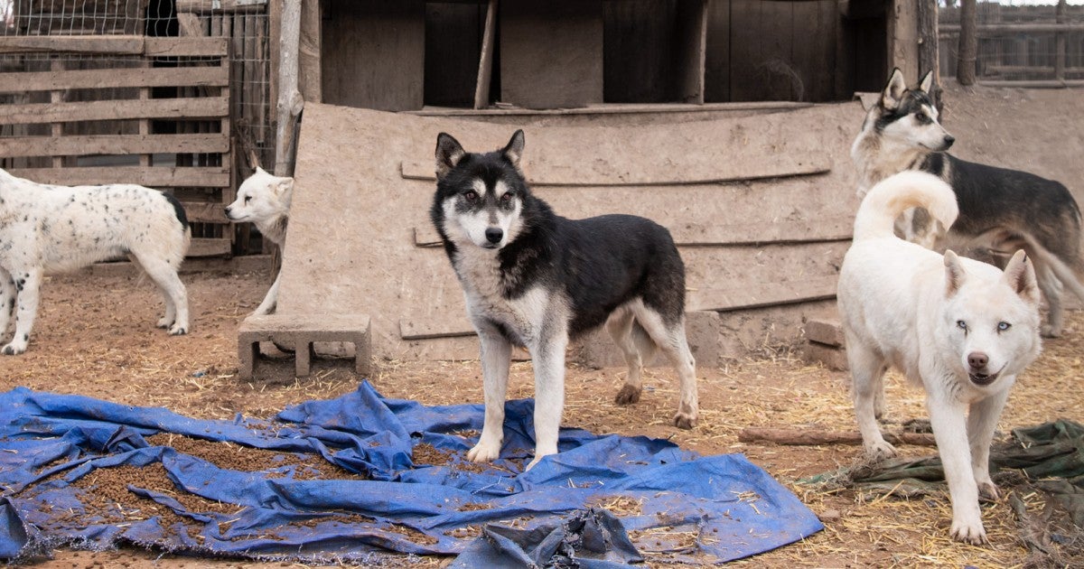 From trauma to trust | Humane World for Animals