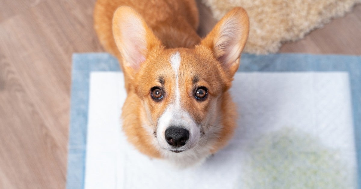 how to draw a puppy coming out of a box