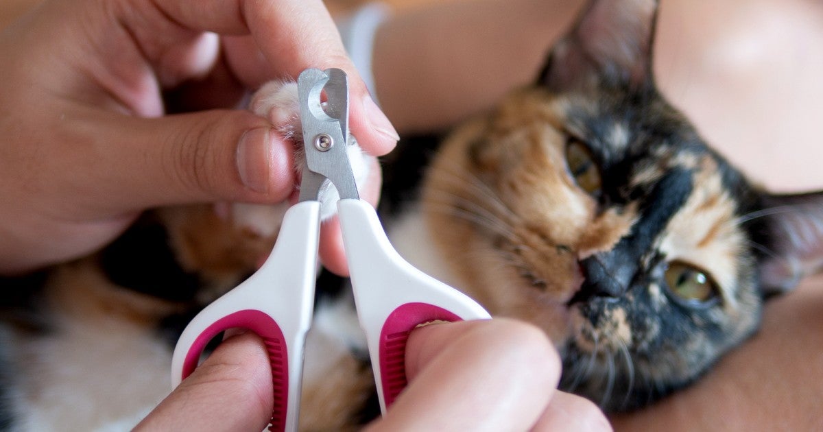 cut claws cat