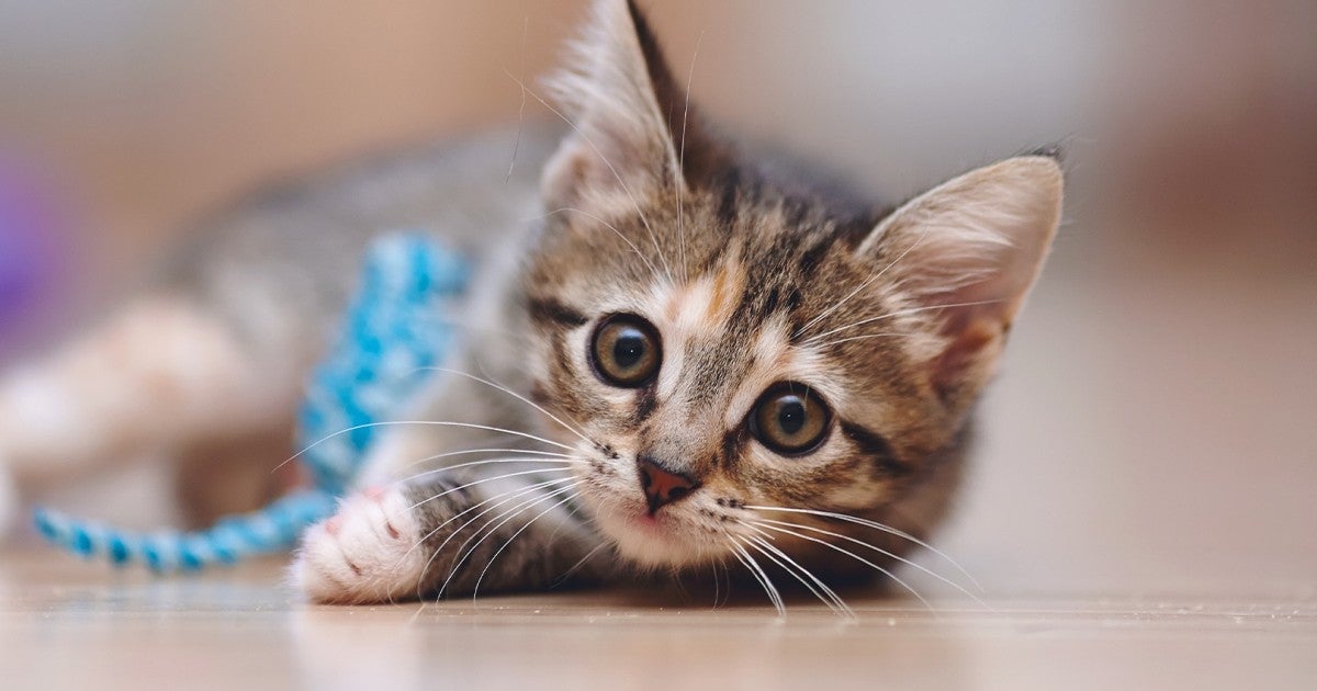 kitten thinking hard