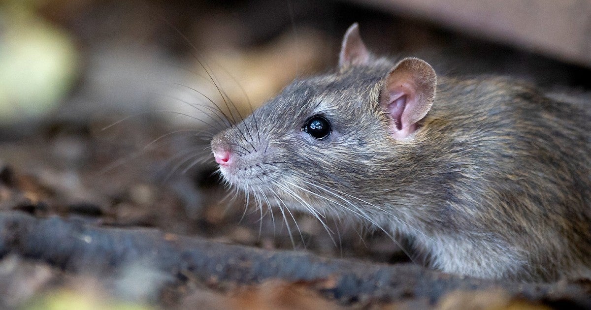 wild mice diseases