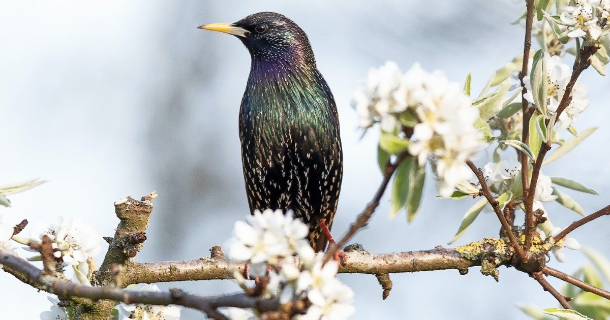 What to do about starlings | Humane World for Animals
