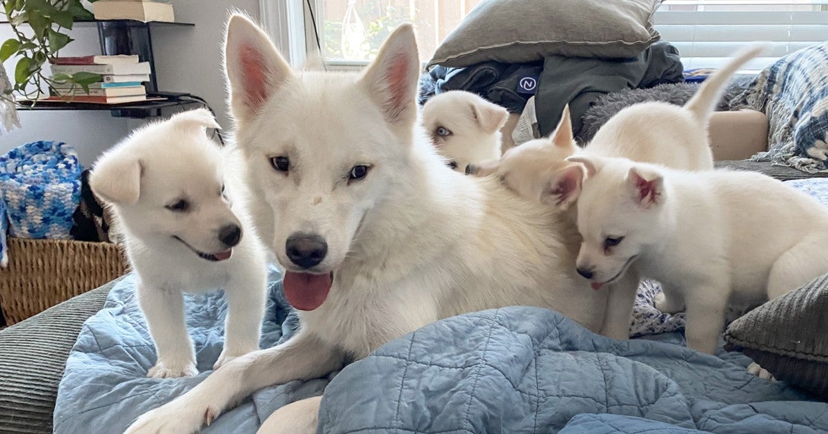 Building a foundation of trust | Humane World for Animals