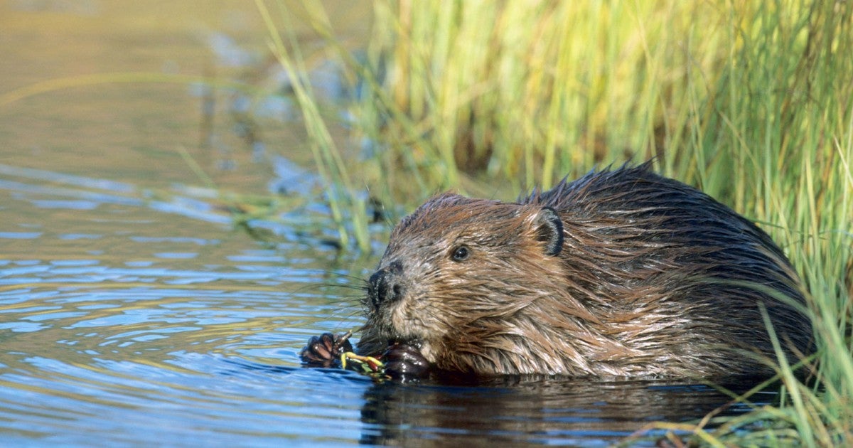 What to do about beavers | Humane World for Animals
