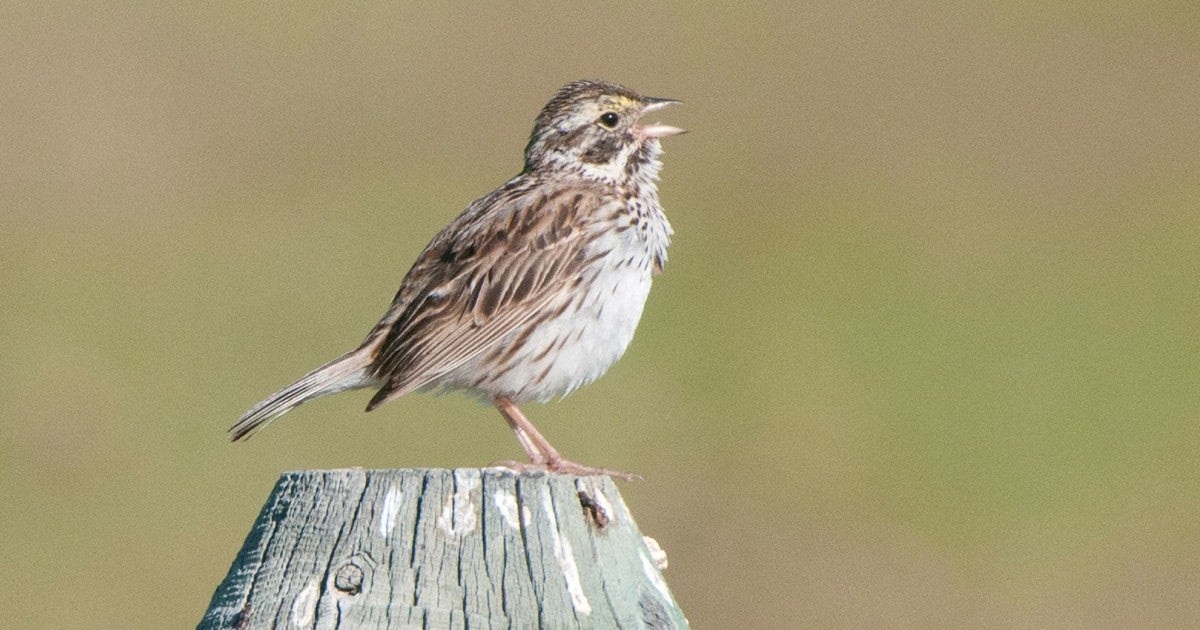 do sparrows eat eggs