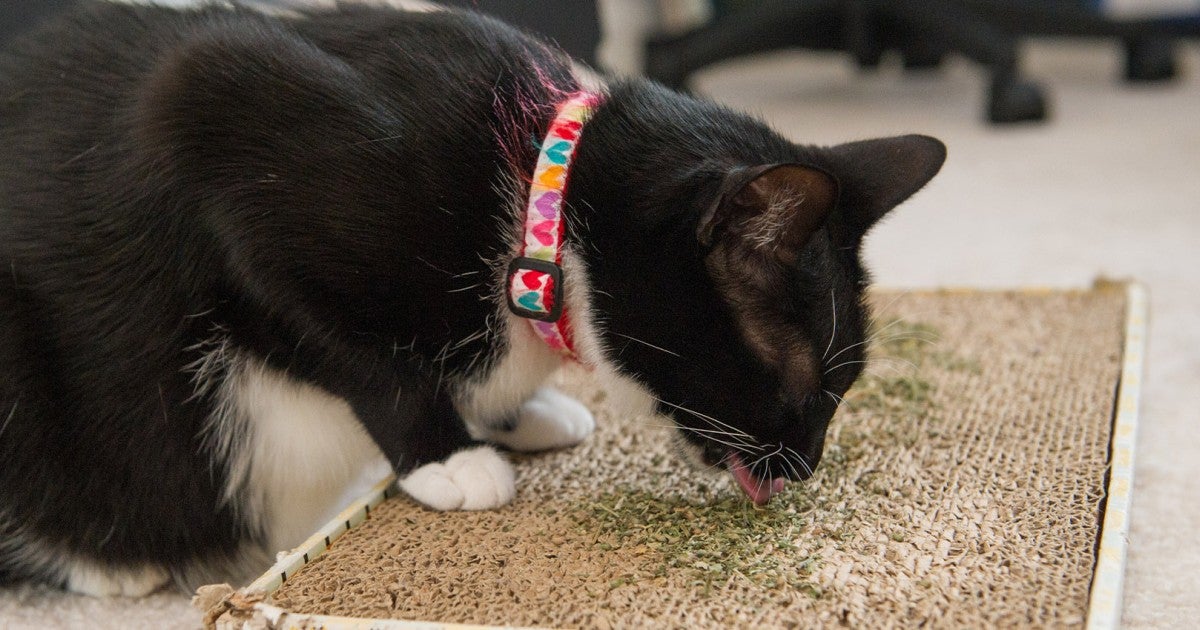 What Is Catnip? | Humane World for Animals