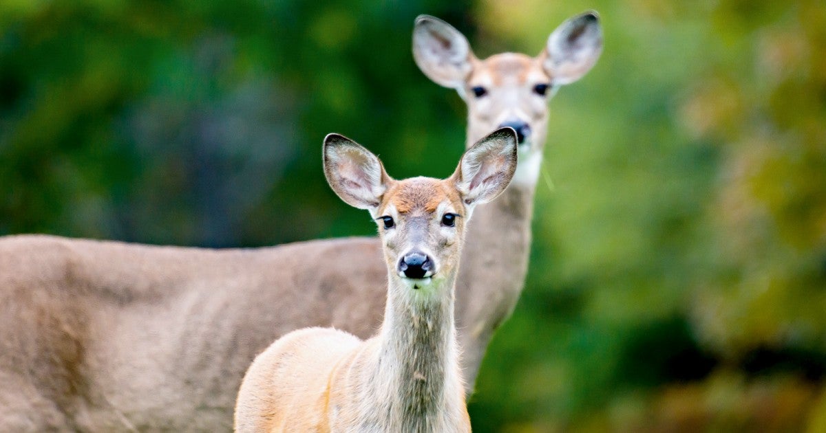 do deer recognize human faces