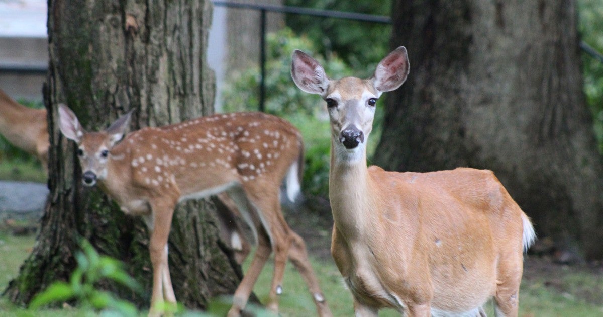 Deer contraception hits the target | Humane World for Animals