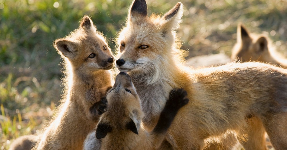 Red Fox Predators Red Fox | Wildwood Group