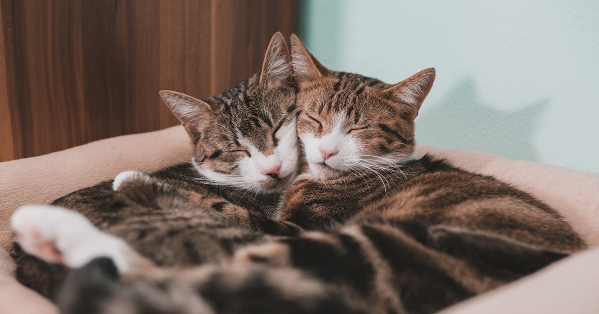 when can you cuddle kittens