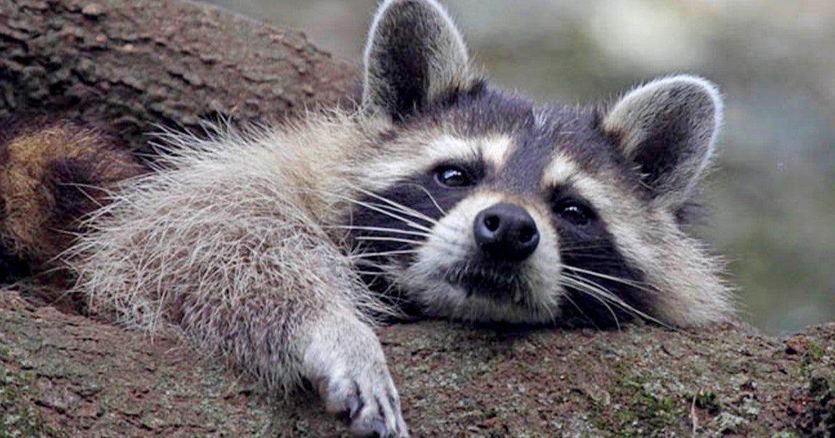 rabid animals examples