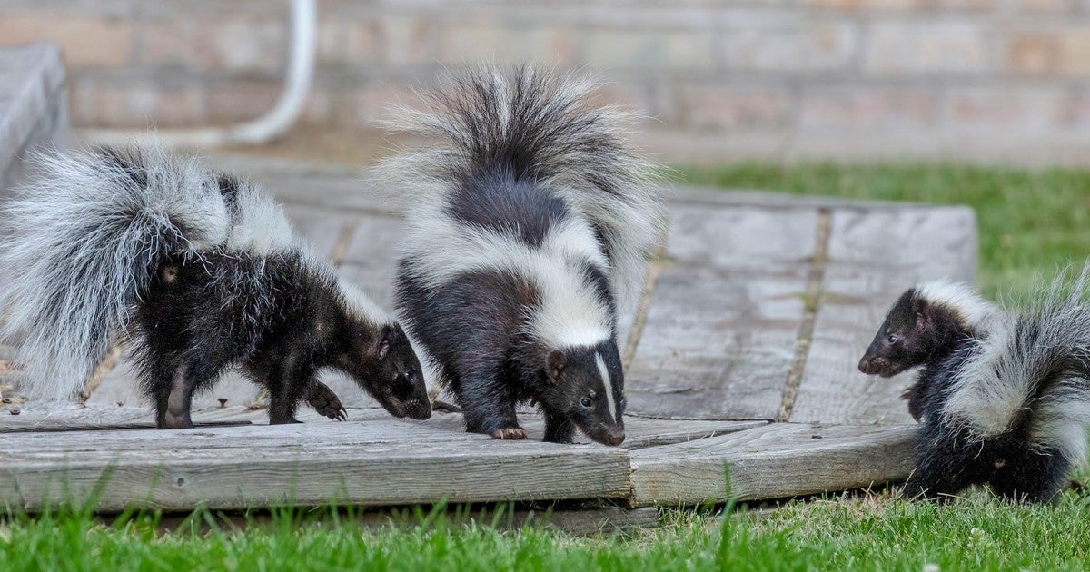 Skunk Bite 🎤🦨 Well You See #skunk #skunks #pet #pets #pettok