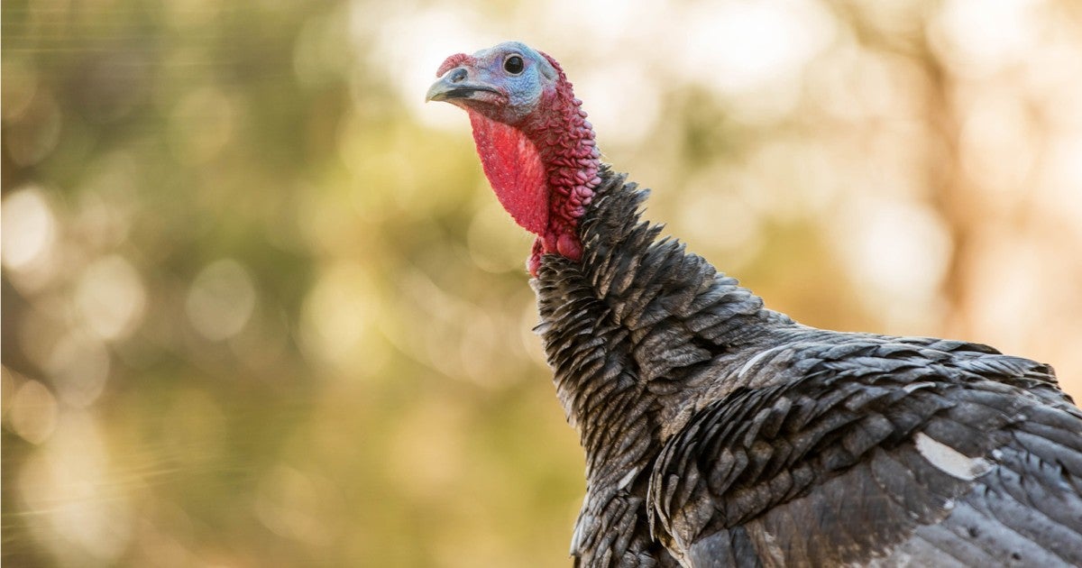 What to do about wild turkeys | Humane World for Animals