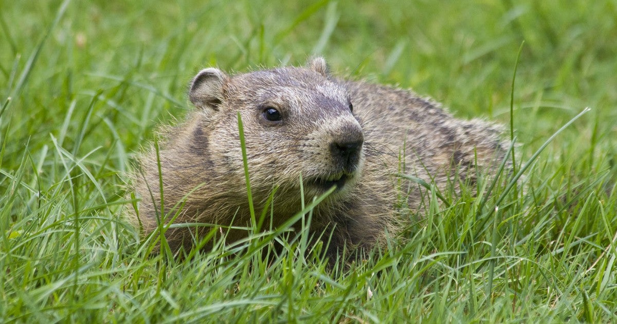 groundhog
