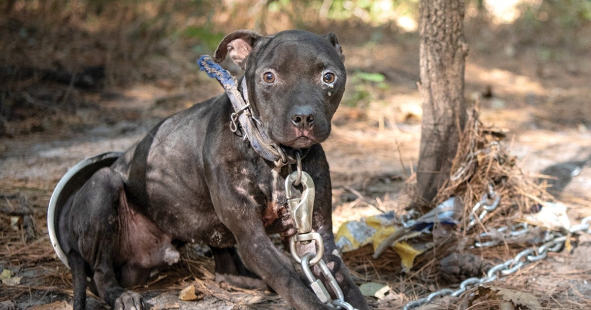 Dog Fighting Victims Stray Rescue Of St. Louis The Reality Of