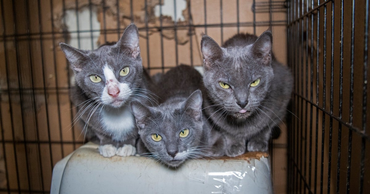 Mississippi cat rescue | Humane World for Animals