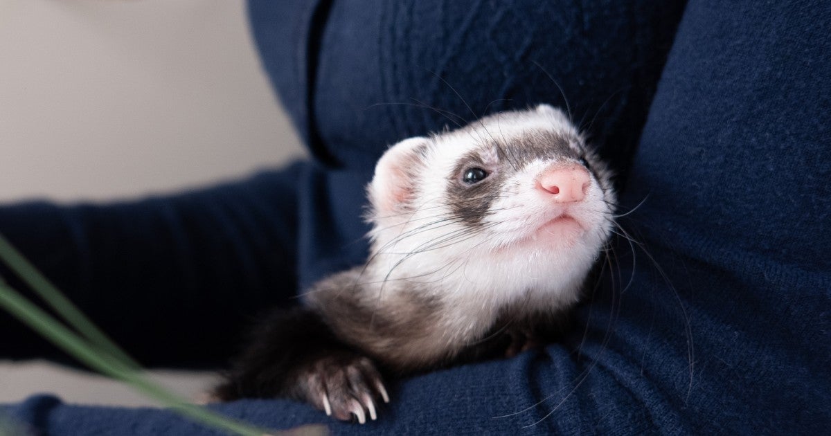 pet ferrets