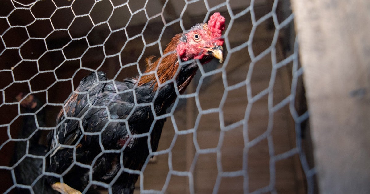 rooster fighting style