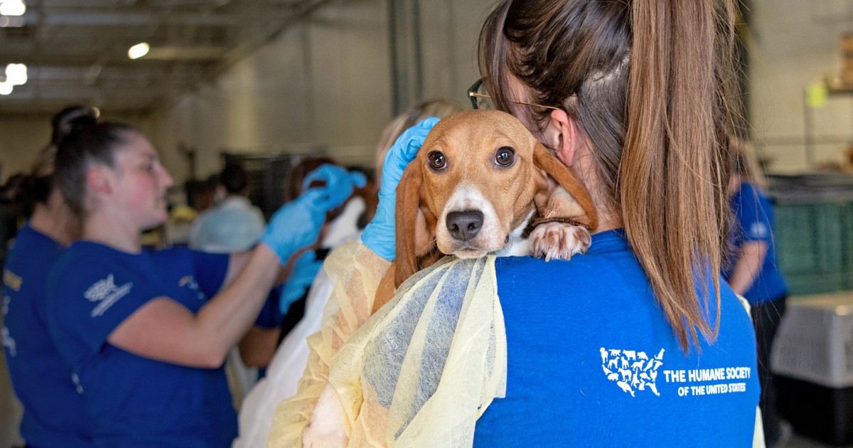 US Newsroom | Humane World for Animals