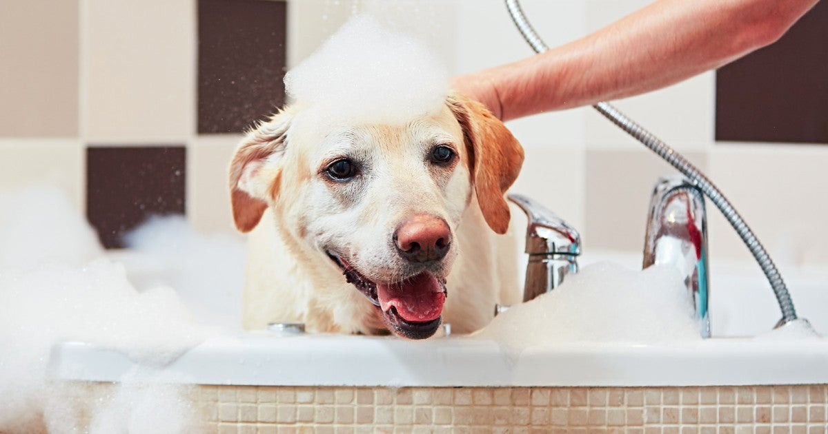 How to groom your dog store