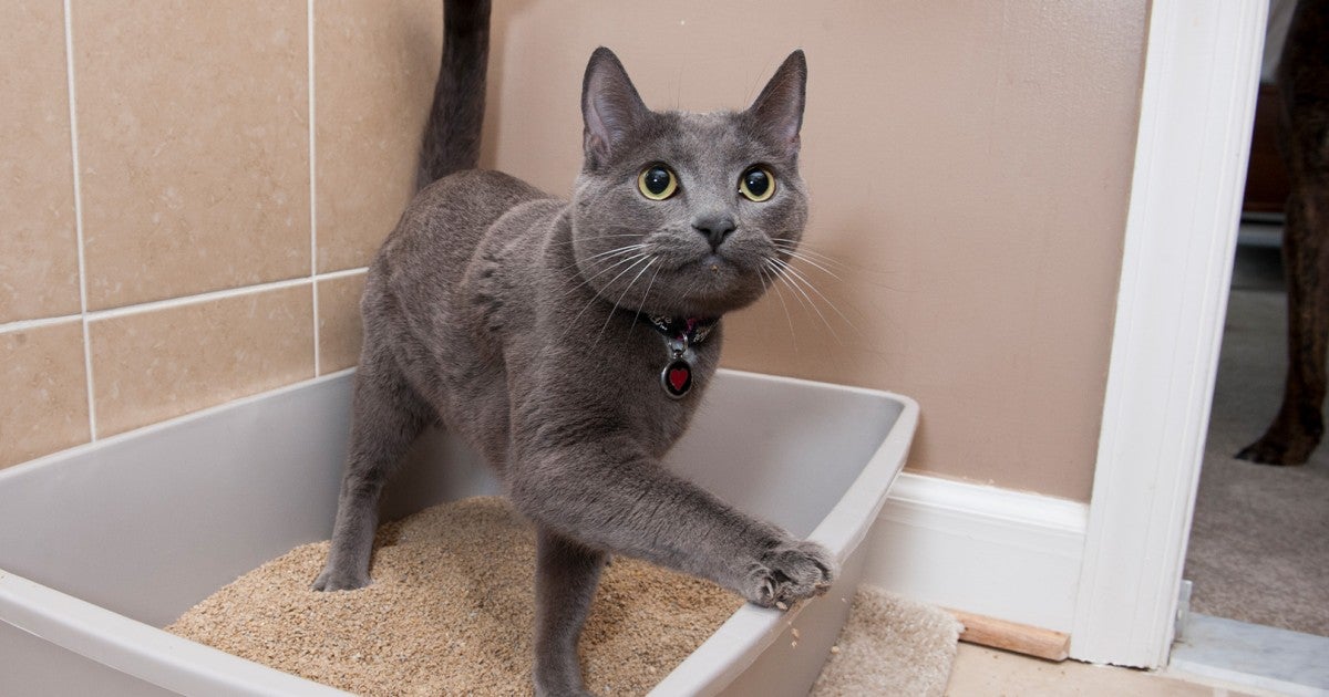Help your cat use the litter box Humane Society of the United States